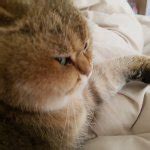 Mad Cat Meme Generator Imgflip