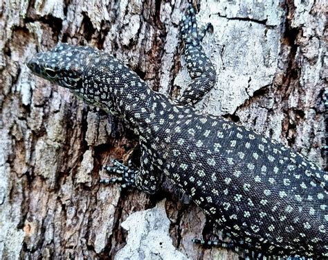 Mangroves Monsoon Monitors