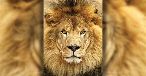 Leo The Lion