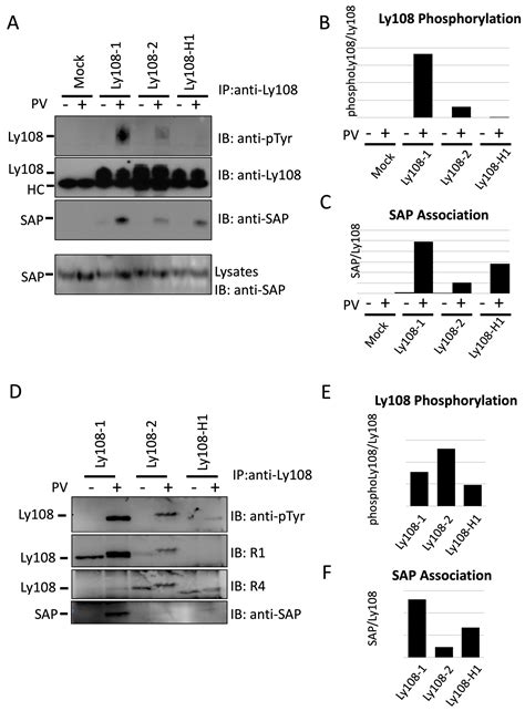 Characterization Of Ly108 H1 Signaling Reveals Ly108 3 Expression And