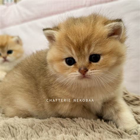 Wabushi De Nekobaa Chatonne British Black Golden Chatterie Nekobaa