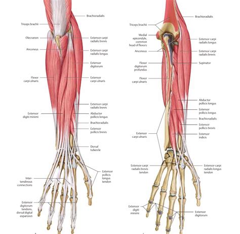Posterior Forearm Muscles Deep Muscles Of The Posterior Forearm Ppt