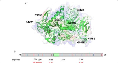 Modeling Structure And Epitope Prediction Analysis Of Pvhap2 A Download Scientific Diagram