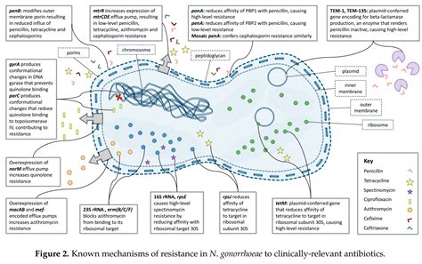 Github Samerkharboush Antibiotic Dna Resistant Sequence In This Project Youll Have A