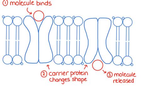 Cell Membranes Flashcards Quizlet
