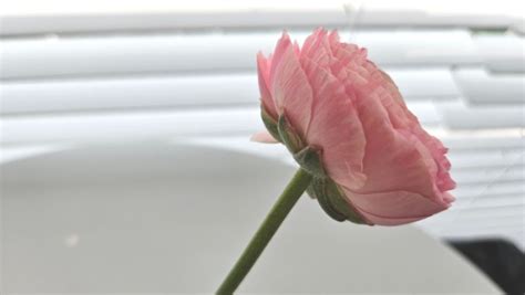 4~5월에 피는꽃으로 우아하고 예쁜 라넌큘러스 꽃말 무엇일까요 네이버 블로그