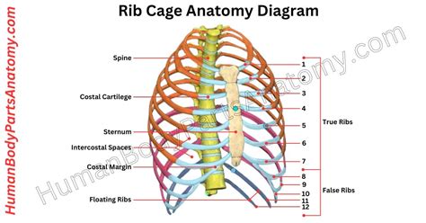 Human Skeleton Anatomy All 206 Bones Structure And Functions