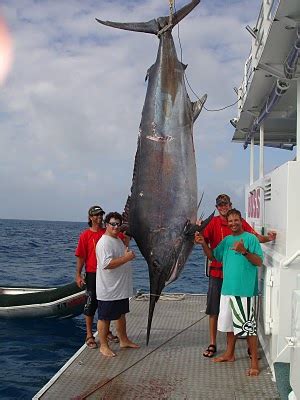 Record Black Marlin