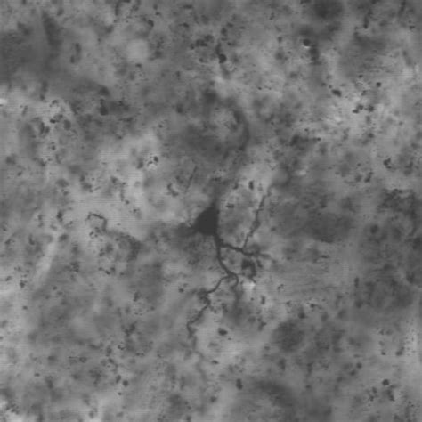 The Cell Image Library