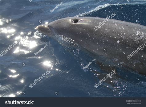 11395 Imágenes De Blowhole Imágenes Fotos Y Vectores De Stock