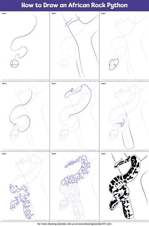 How To Draw An African Rock Python Reptiles Step By Step