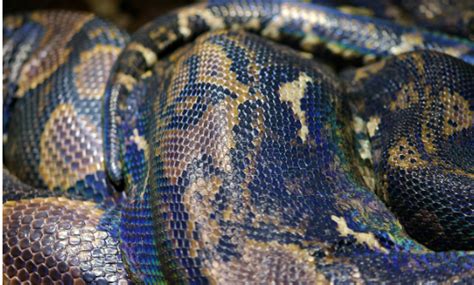13 Foot Long Python In Oklahoma City Mobile Home Park Has Been Eating