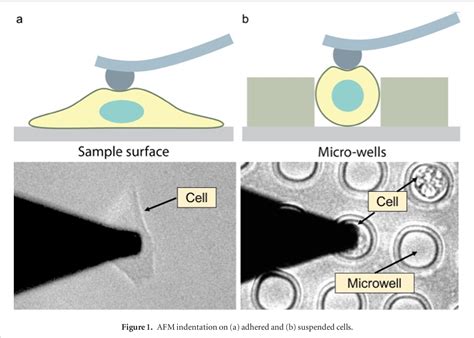 Figure 1 From Correlating The Viscoelasticity Of Breast Cancer Cells With Their Malignancy
