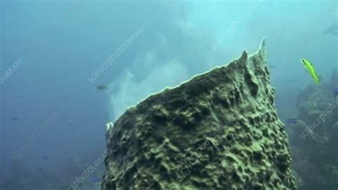vase sponge spawning stock video clip k002 9836 science photo library