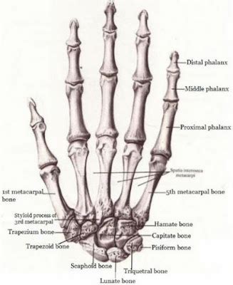 Carpal Bones