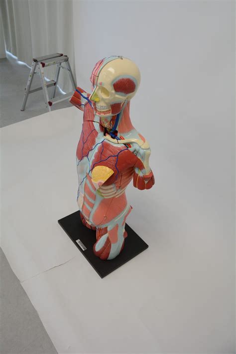A1a Human Anatomy Torso Dual Sex Kyoto Kagaku