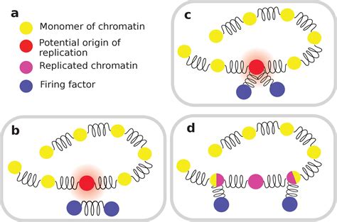 Figures And Data In The Eukaryotic Bell Shaped Temporal Rate Of Dna Replication Origin Firing