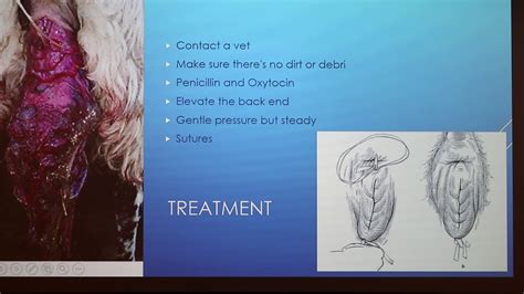 Sheep Uterus