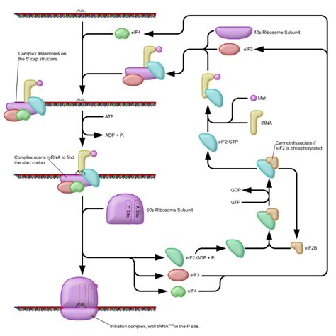 What Is The Difference Between Prokaryotic And Eukaryotic Translation Initiation Compare The