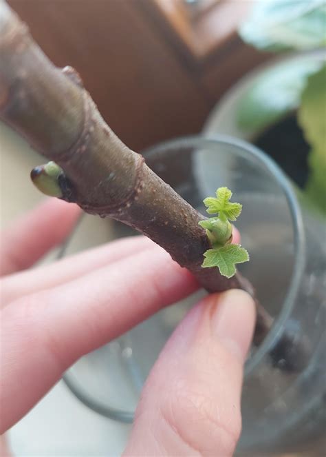 Need Help Identifying‼️plant Propagation I Got From A Friend I Cant Tell If Its Doing Ok
