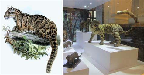 Rare Clouded Leopard Spotted By Taiwan Villagers 5 Years After It Was