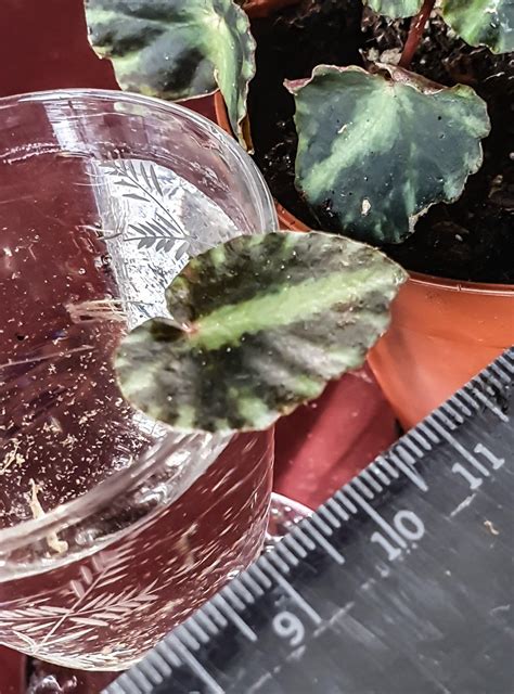Begonia R Proplifting