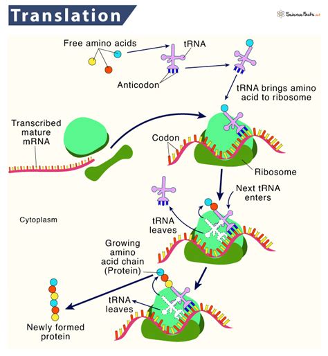 Translation Biology Diagram
