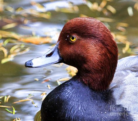 Redhead Duck Photograph By Steve Mckinzie Fine Art America