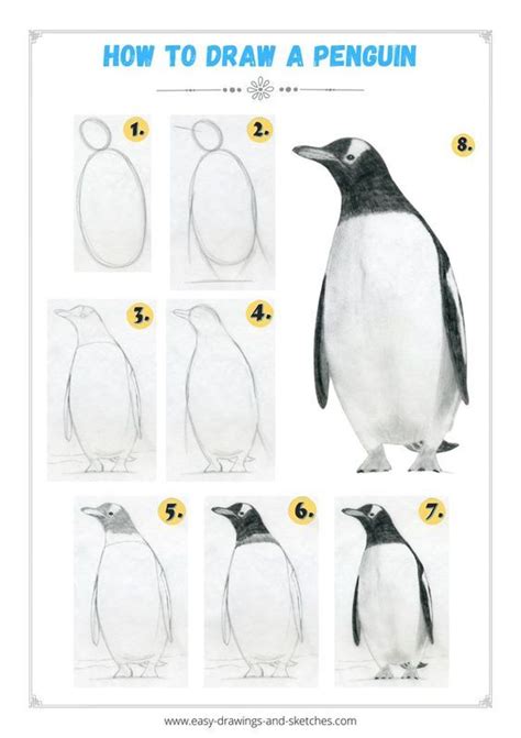How To Draw From Nature Sketch Of Cute Penguin Creation Step By Step Pencil Drawing Educational