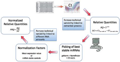 Schematic Representation Of The Normalization Workflow Download