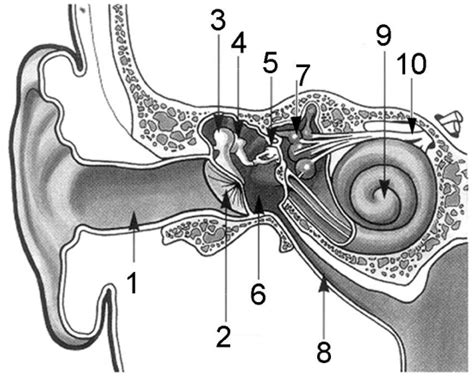 Diagram Os Temporale Het Oor Quizlet