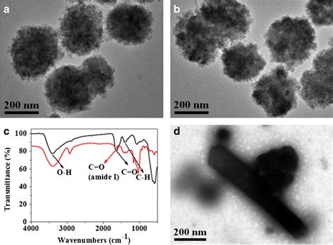 Characterization Of Mnp Ca And Mnp Ca Igg A Tem Image Of Mnp Ca