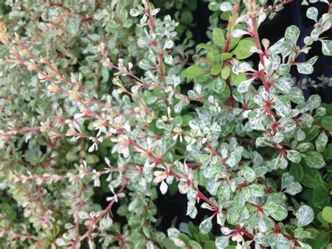 Berberis 'Silver Beauty' Japanese Barberry 8'' Pot - Hello Hello Plants ...