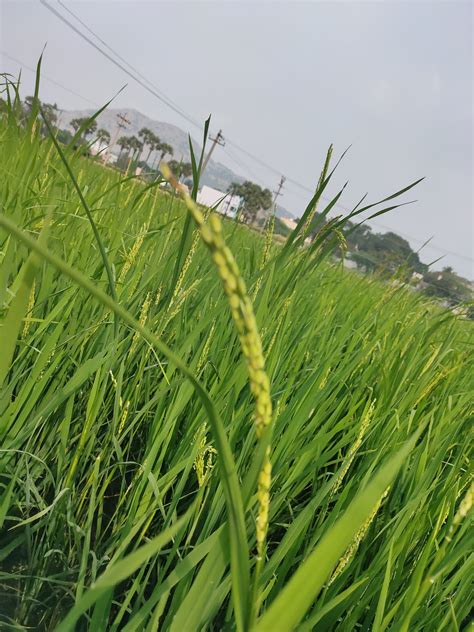 Paddy Inde V Photo Gratuite Sur Pixabay Pixabay