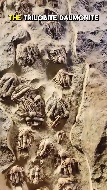 The 5 Most Expensive Fossils In The World Fossil Acient Life Youtube