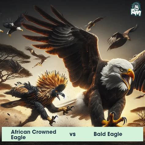 African Crowned Eagle Predator Prey Interactions Fights And