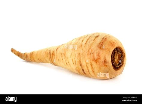 Conical Root Cut Out Stock Images And Pictures Alamy