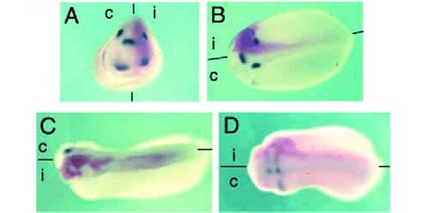Effects Of Xrx1 Rna Microinjection In One Blastomere At 8cell Stage On