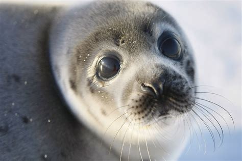 Harp Seal Pup Hunting