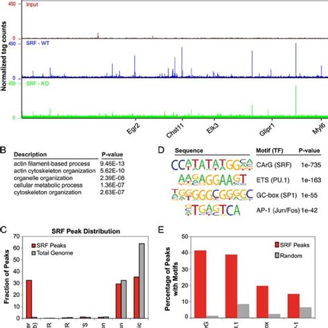 Genomic Location Annotation And Motif Analysis Of Srf Chip Seq Peaks In Download Scientific