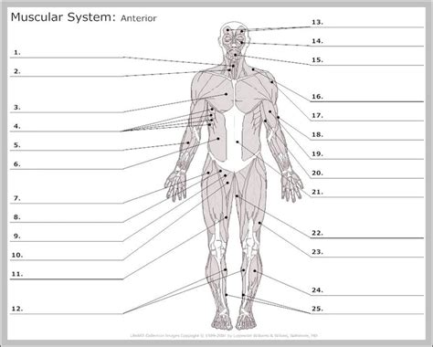 Unlabeled Muscle Diagram Image Anatomy System Human Body Anatomy