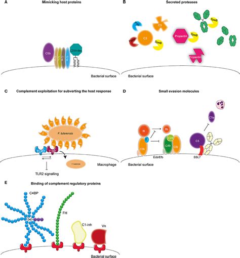 Frontiers Hijacking Complement Regulatory Proteins For Bacterial