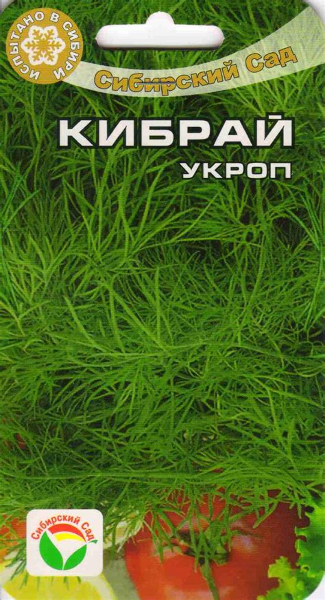 Как выглядит укроп огородный, что такое укроп пахучий: плоды, семена ...
