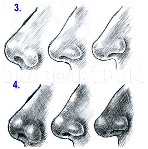 Different Nose Shapes Drawing
