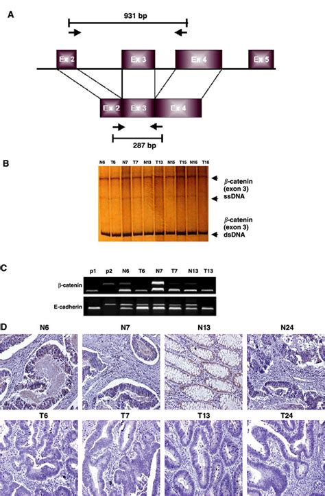A Schematic Representation Of The Primer Set Used To Amplify Genomic