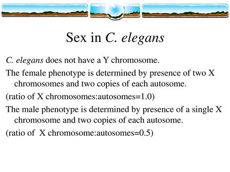 Sex Determination Ppt Download