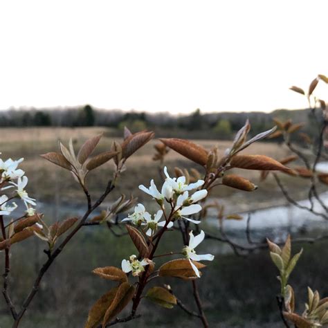 Contact — Laurel Premo