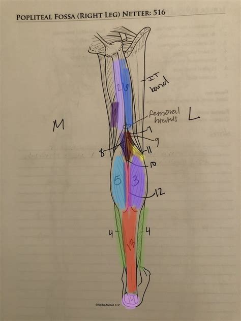 Popliteal Fossa Netter