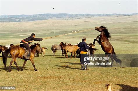 Cavalier Mongol Photos And Premium High Res Pictures Getty Images