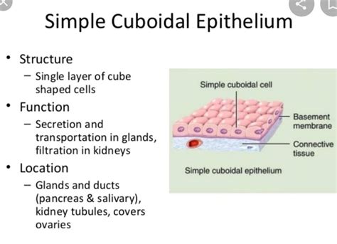 Examples And Functions Of Simple Cuboidal Epithelium